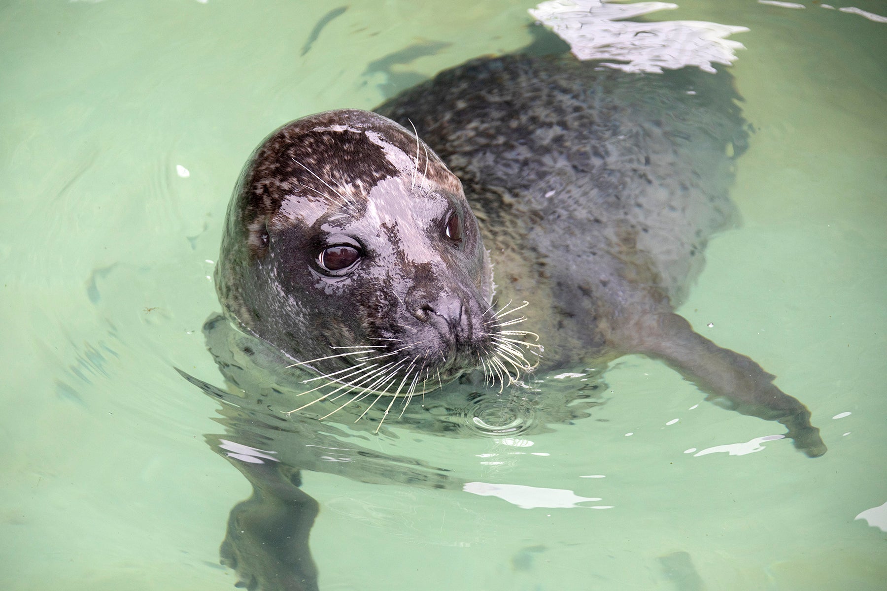 Seal Adoptions – SEA LIFE TRUST Adoptions