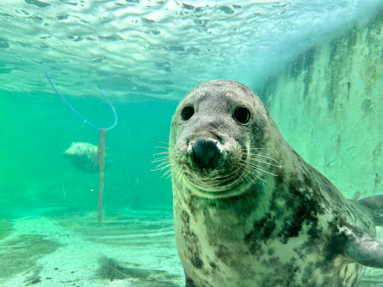 SEA LIFE TRUST Adoptions